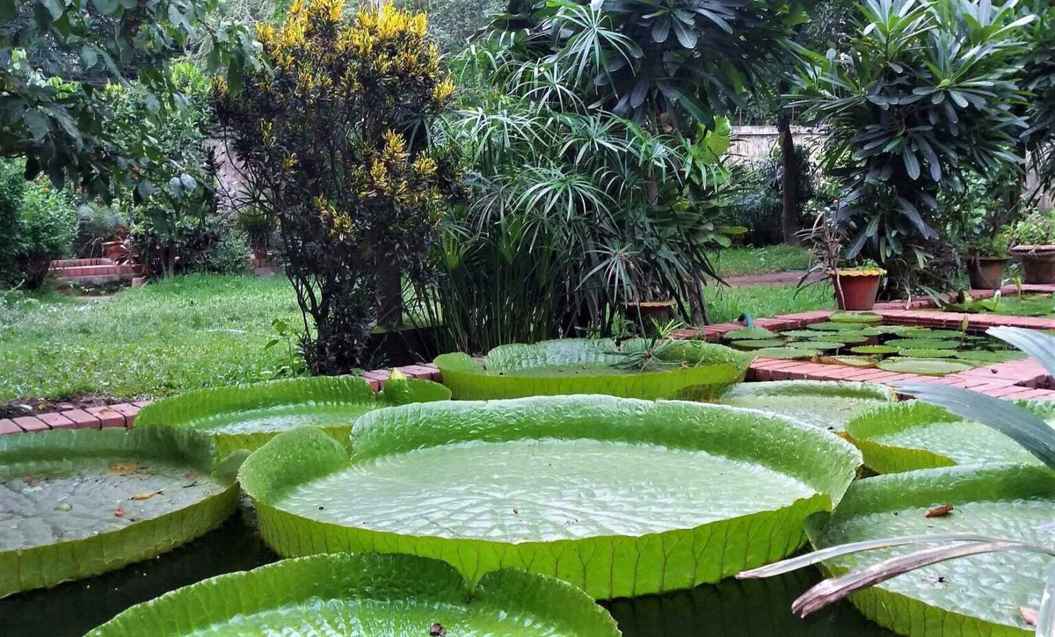 Discover The National Botanical Garden, Dhaka: A Green Oasis In The ...